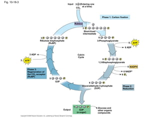 Calvin cycle | PPT
