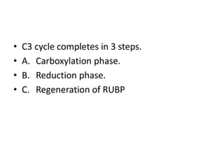Calvin cycle | PPTX