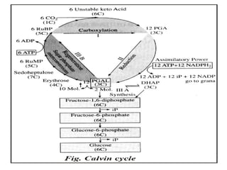 Calvin cycle | PPT