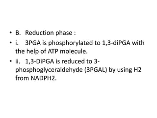 Calvin cycle | PPT