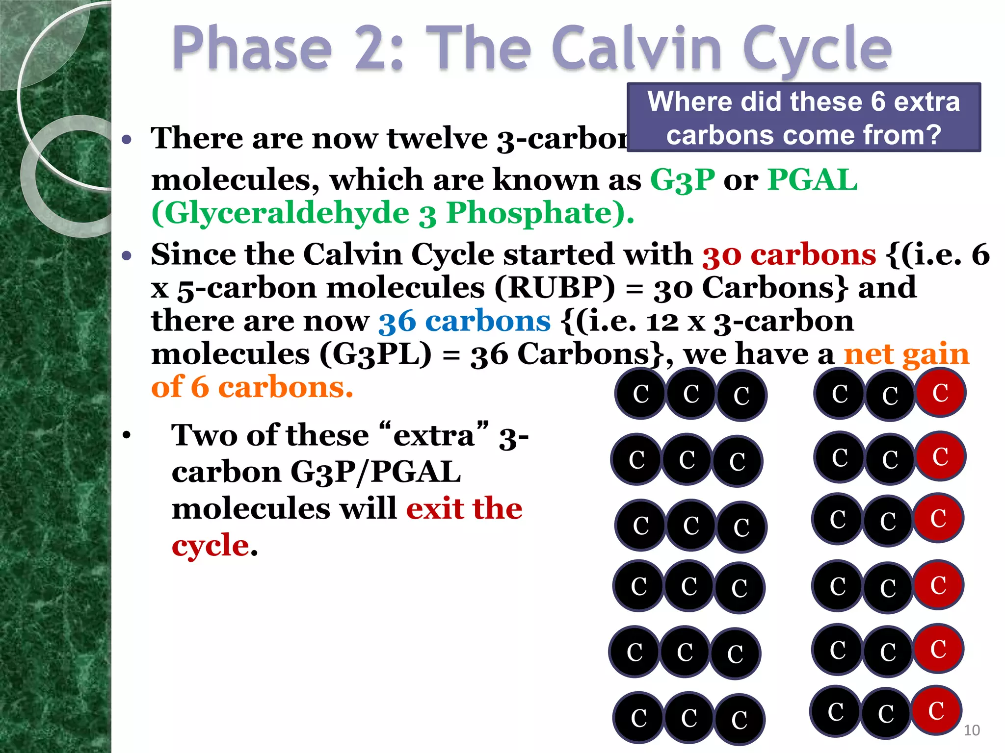 Calvin cycle | PPTX