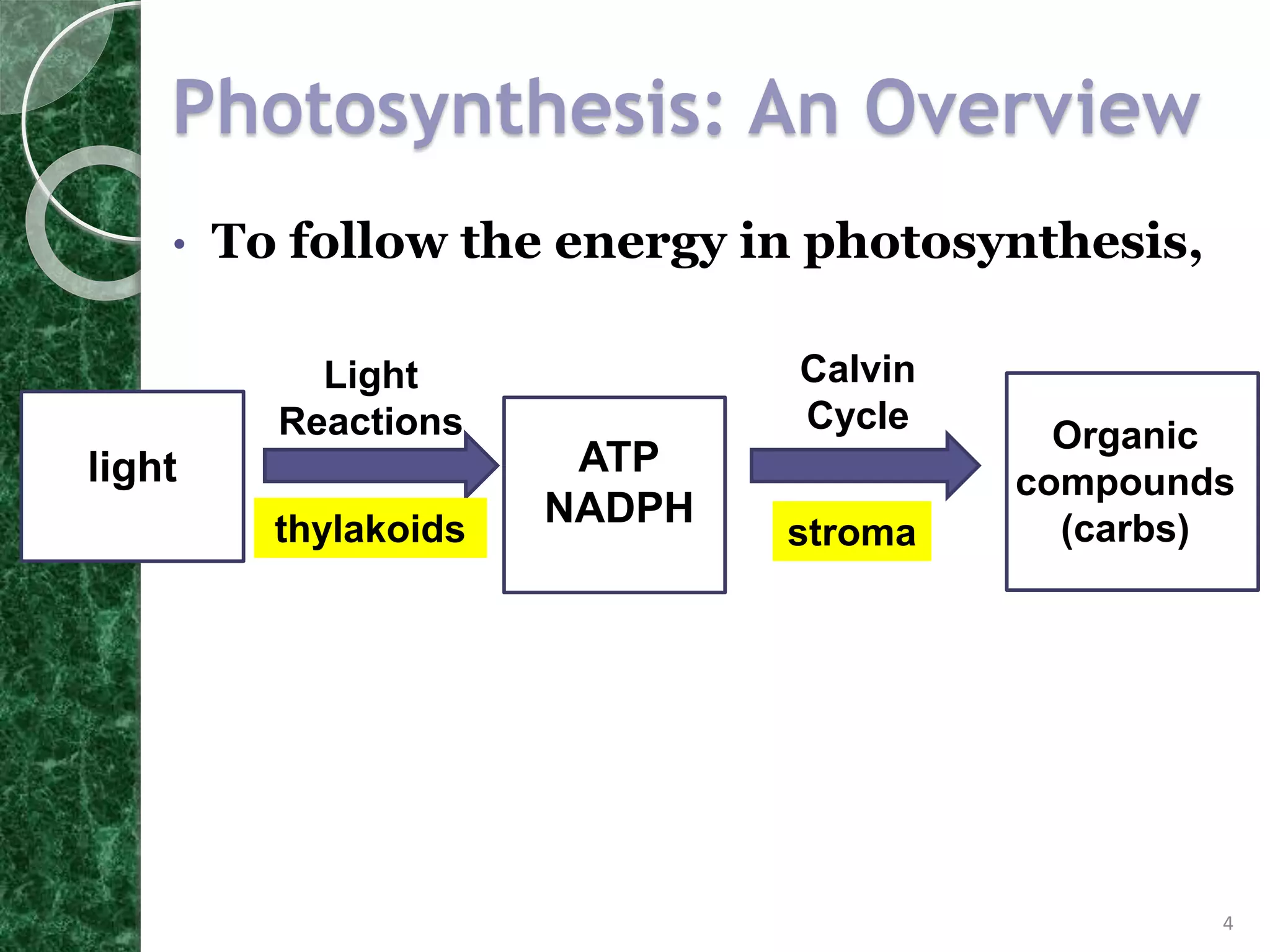 Calvin cycle | PPTX