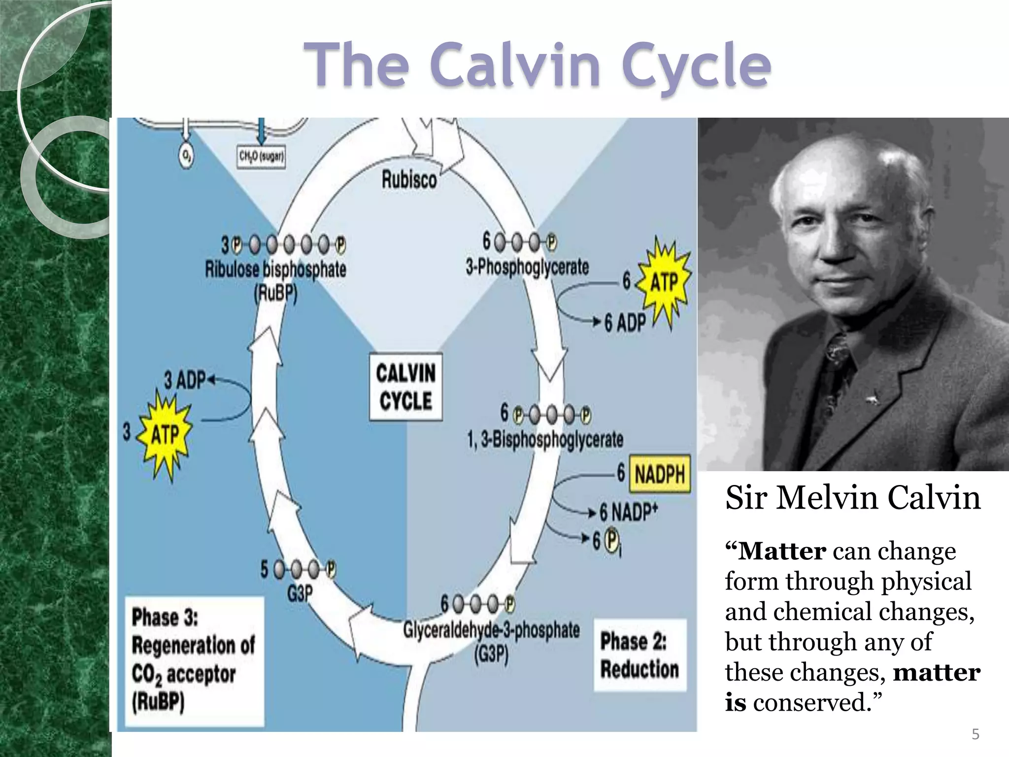 Calvin cycle | PPTX
