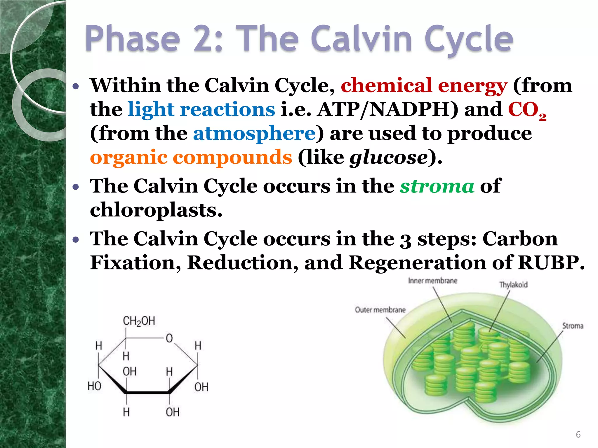 Calvin cycle | PPTX