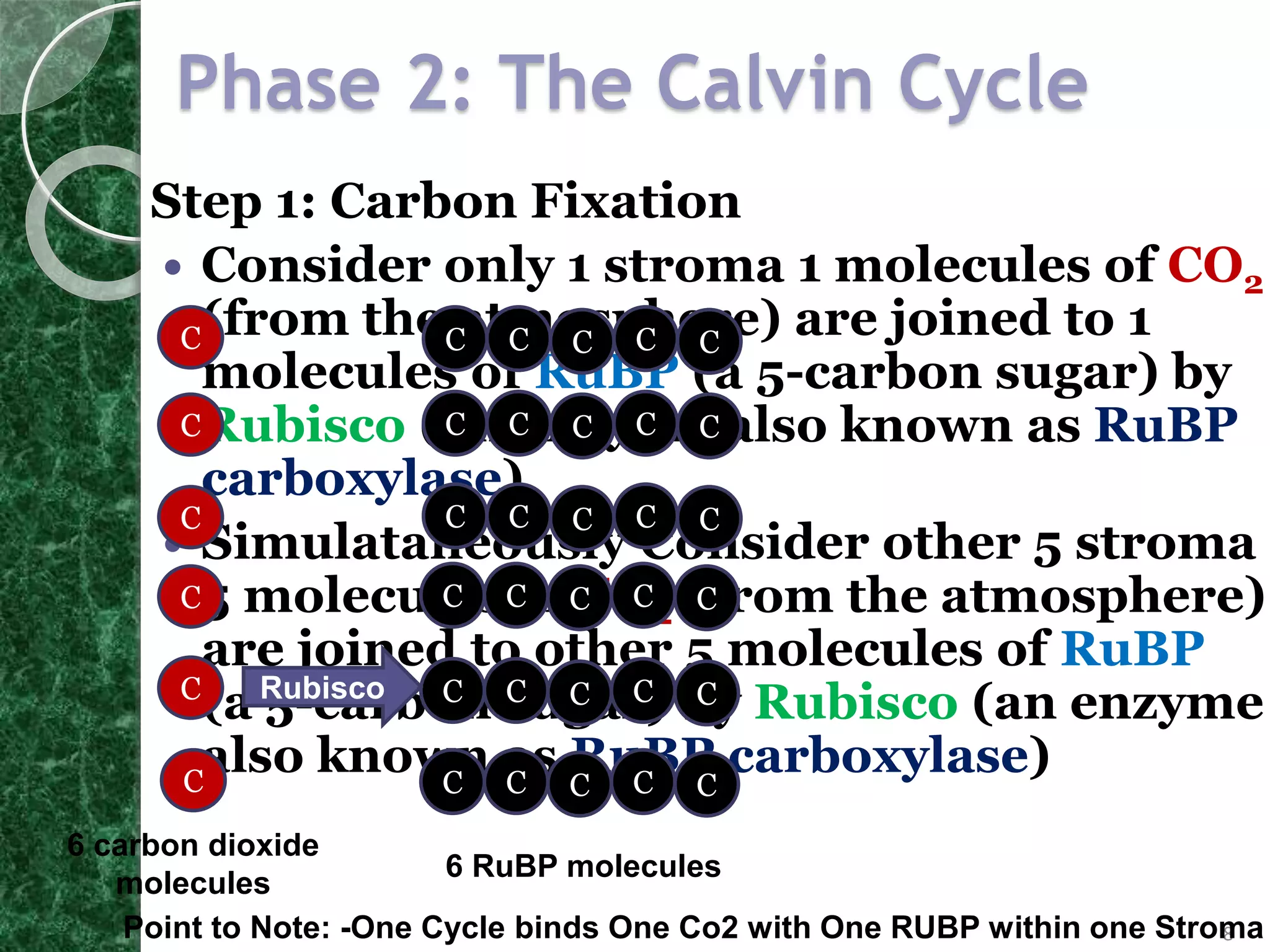 Calvin cycle | PPTX