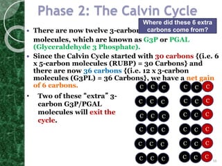 Calvin cycle | PPTX