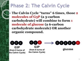 Calvin cycle | PPTX