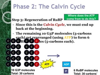Calvin cycle | PPTX