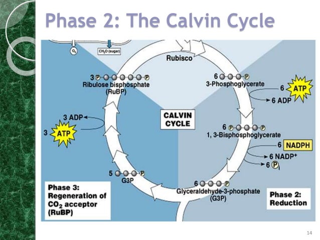 Calvin cycle | PPTX