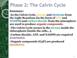Calvin cycle | PPTX