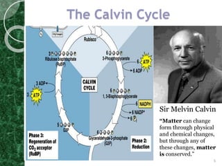 Calvin cycle | PPTX