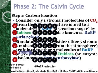 Calvin cycle | PPTX