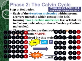Calvin cycle | PPTX