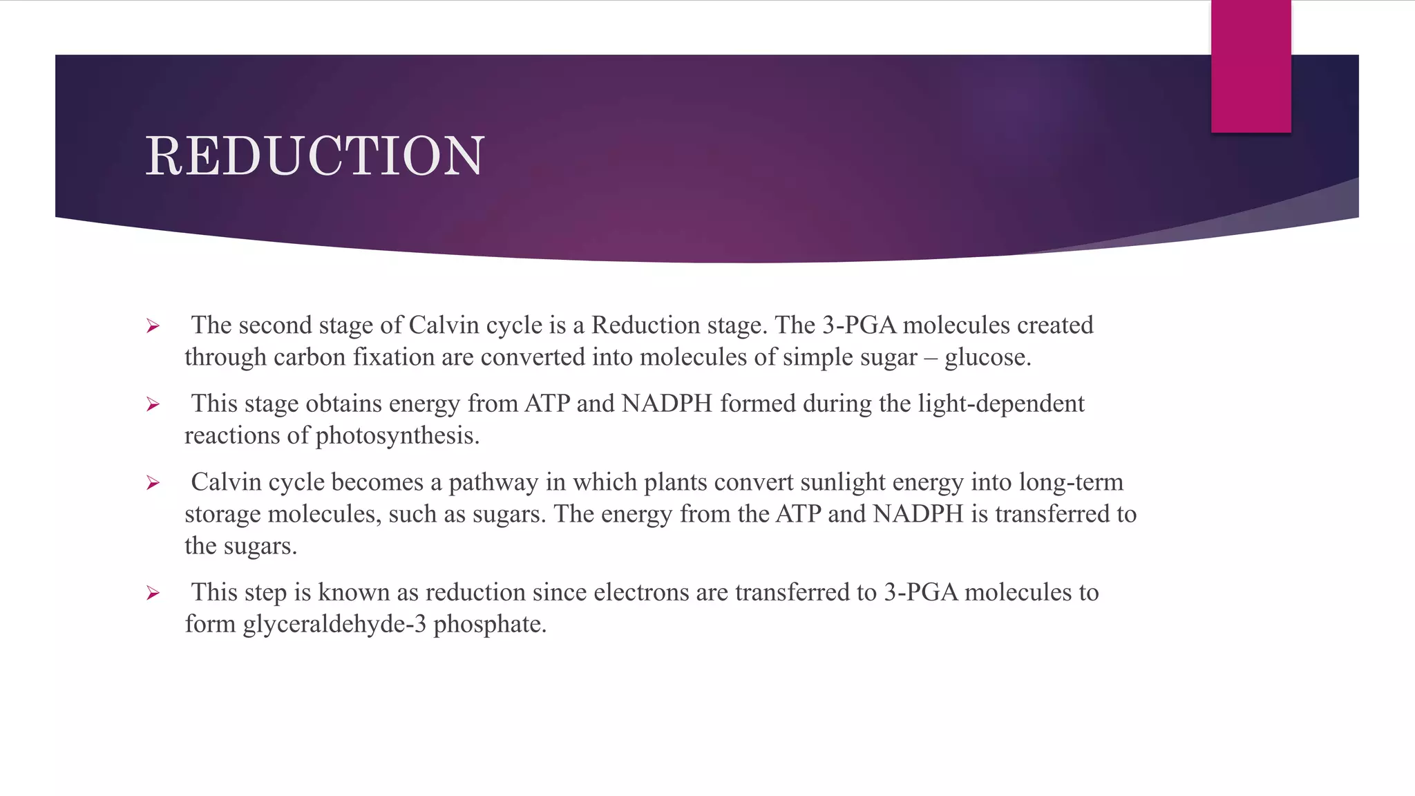 CALVIN CYCLE.pptx