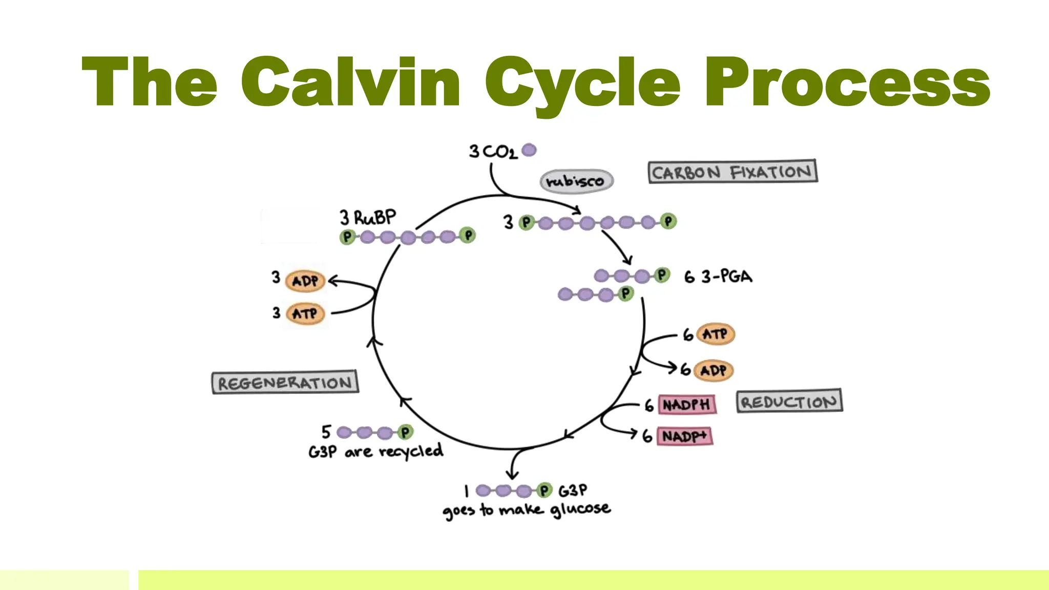 Calvin cycle general biology 2 stem 11pptx | PPTX
