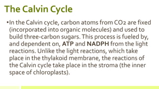 Calvin cycle general biology 2 stem 11pptx | PPTX
