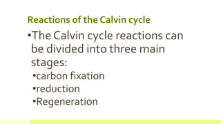 Calvin cycle general biology 2 stem 11pptx | PPTX