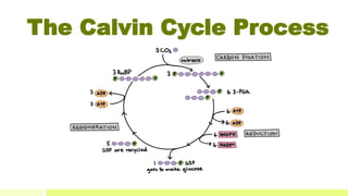 Calvin cycle general biology 2 stem 11pptx | PPTX