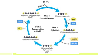 Calvin cycle general biology 2 stem 11pptx | PPTX