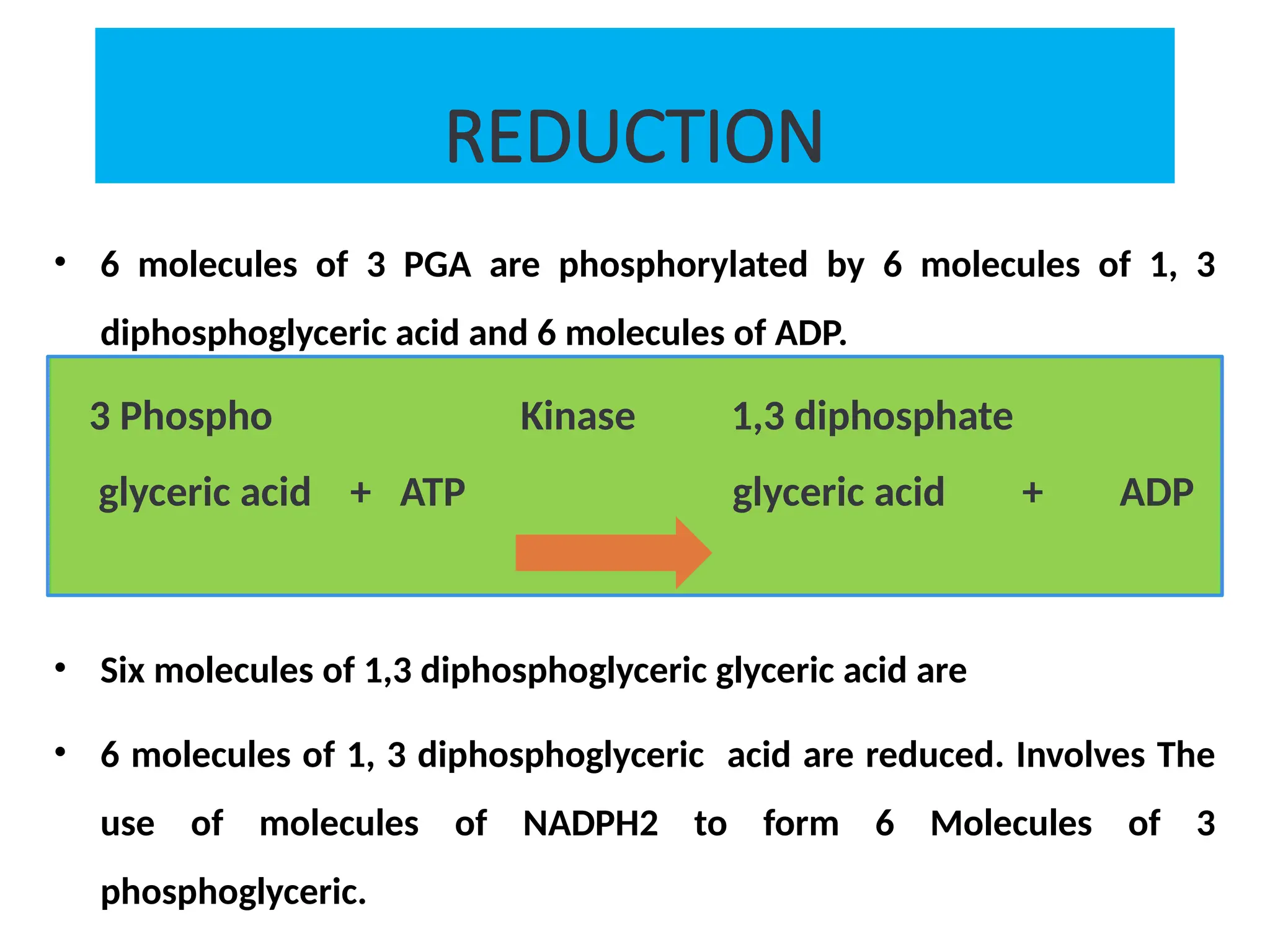 Calvin cycle of photosynthesis processes | PPTX