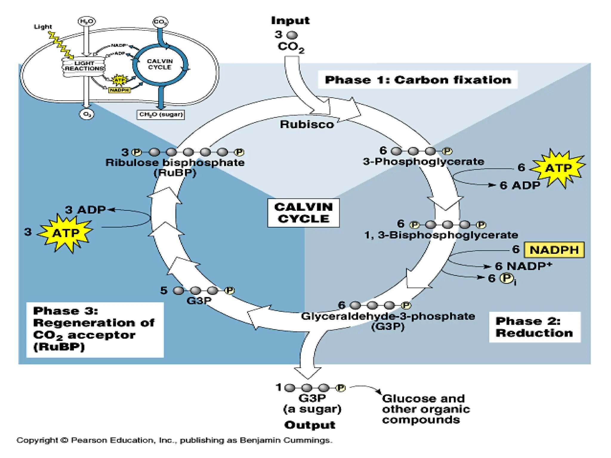 Calvin cycle of photosynthesis processes | PPTX