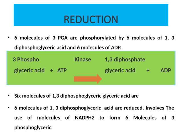Calvin cycle of photosynthesis processes | PPTX