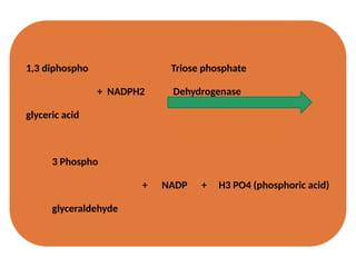 Calvin cycle of photosynthesis processes | PPTX