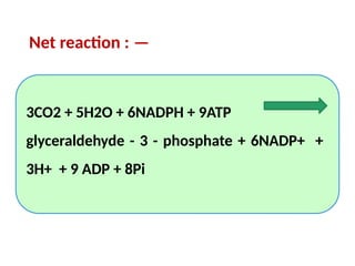 Calvin cycle of photosynthesis processes | PPTX