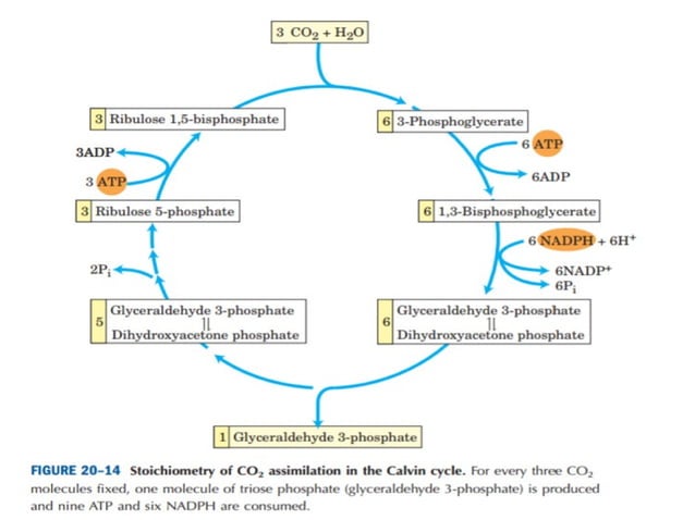 Calvin cycle of photosynthesis processes | PPTX