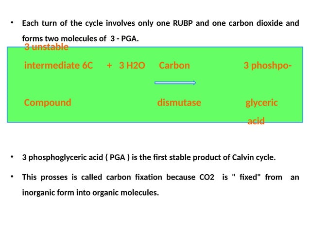 Calvin cycle of photosynthesis processes | PPTX
