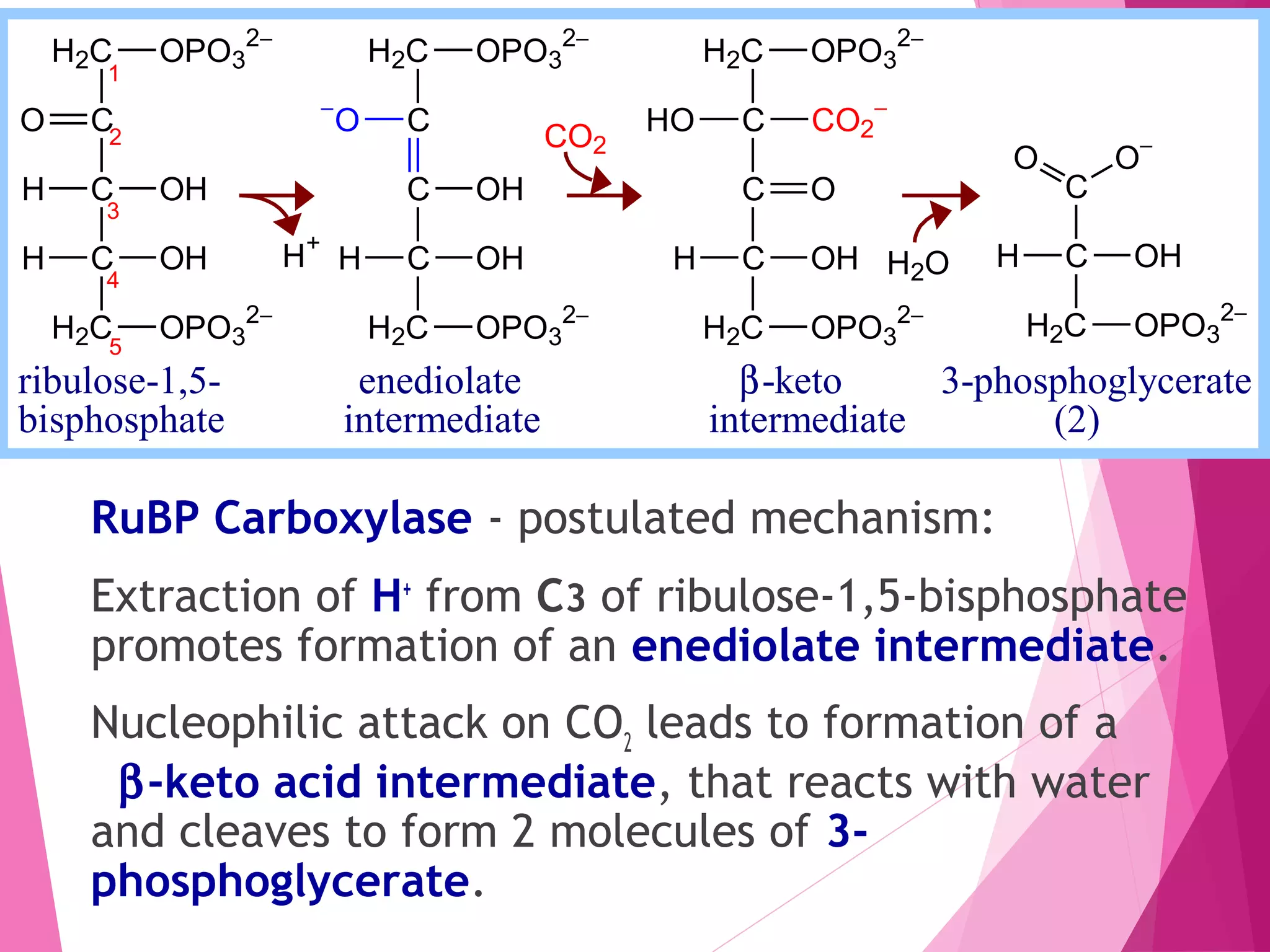 Calvin cycle and regulation | PPT