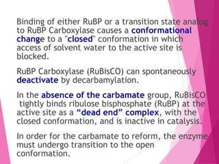 Calvin cycle and regulation | PPT