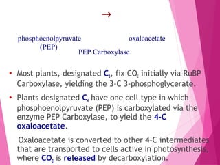 Calvin cycle and regulation | PPT