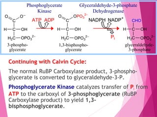 Calvin cycle and regulation | PPT