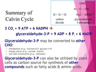 Calvin cycle and regulation | PPT
