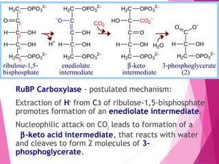 Calvin cycle and regulation | PPT