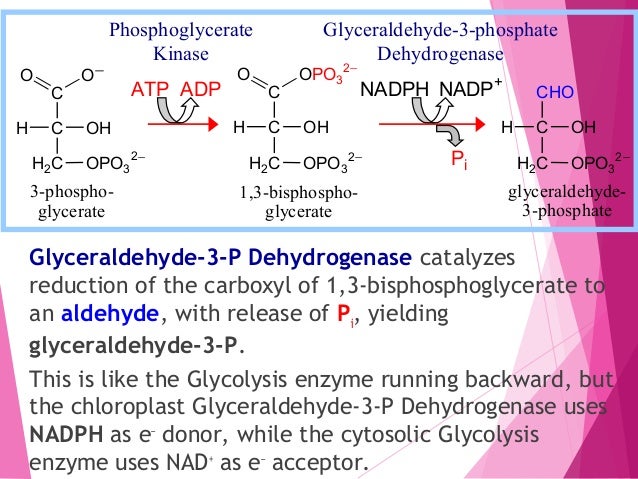 Calvin cycle and regulation