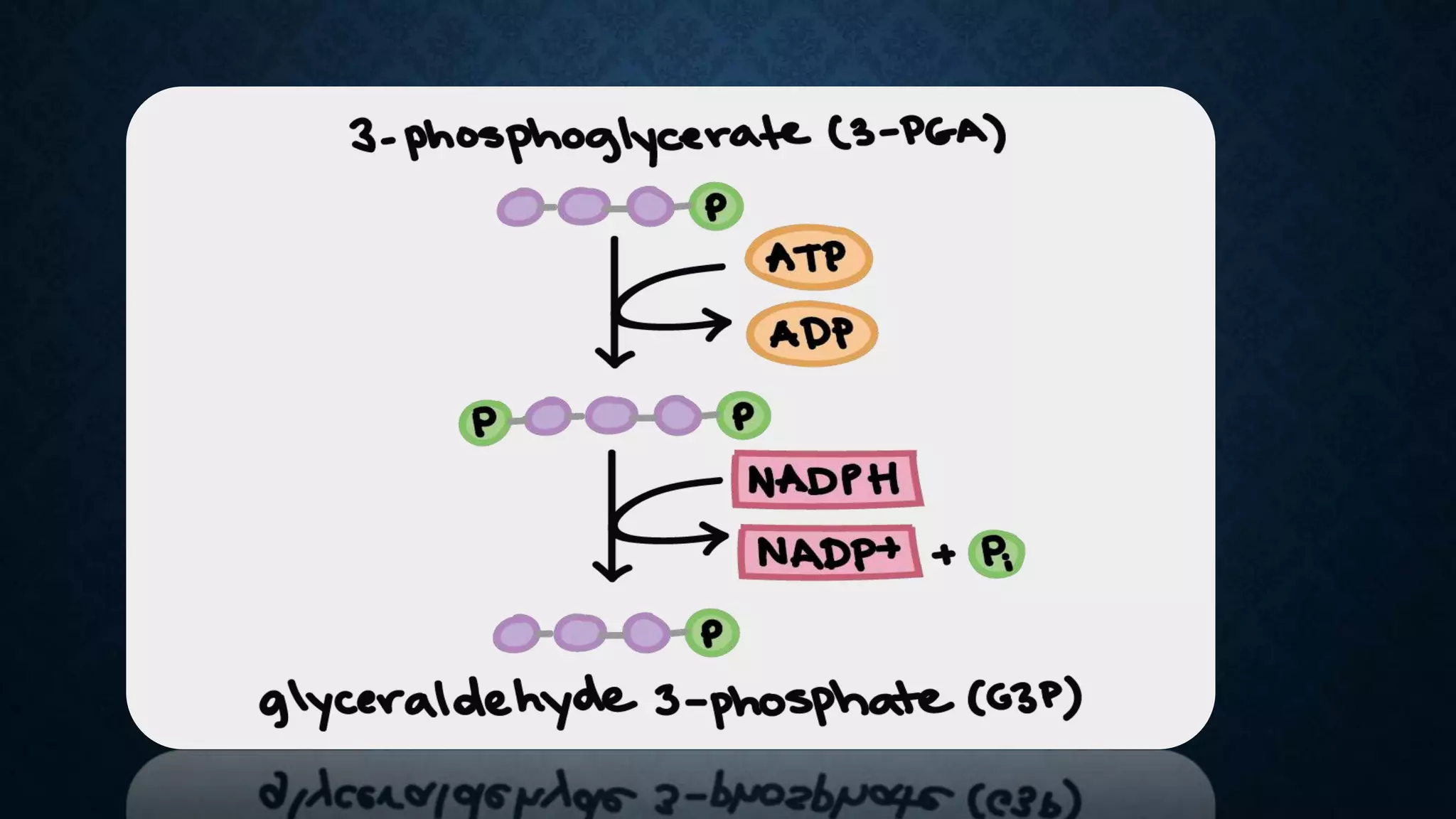 CALVIN CYCLE (C3 - PATHWAY).pptx | Chemistry | Science