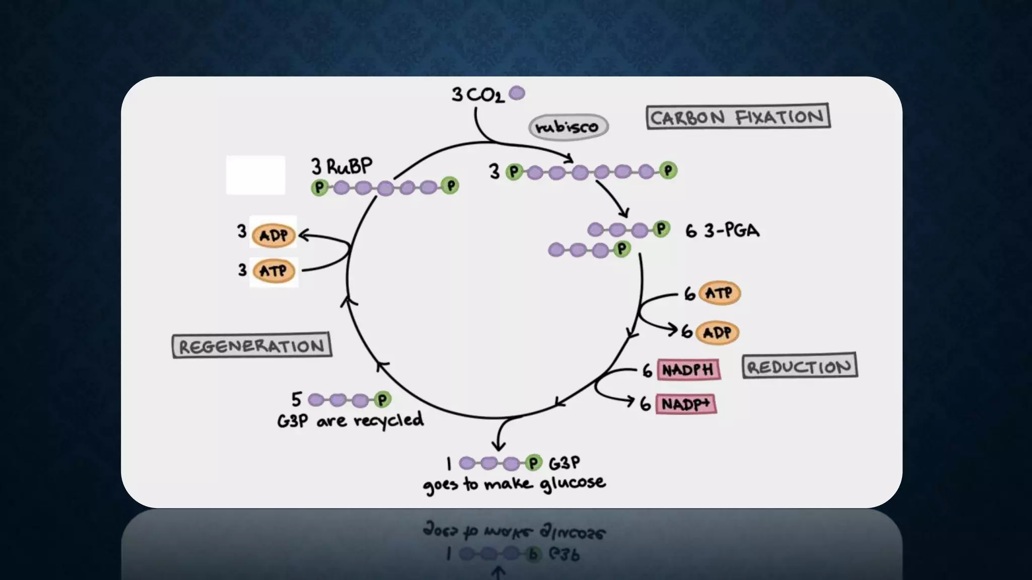 CALVIN CYCLE (C3 - PATHWAY).pptx | Chemistry | Science