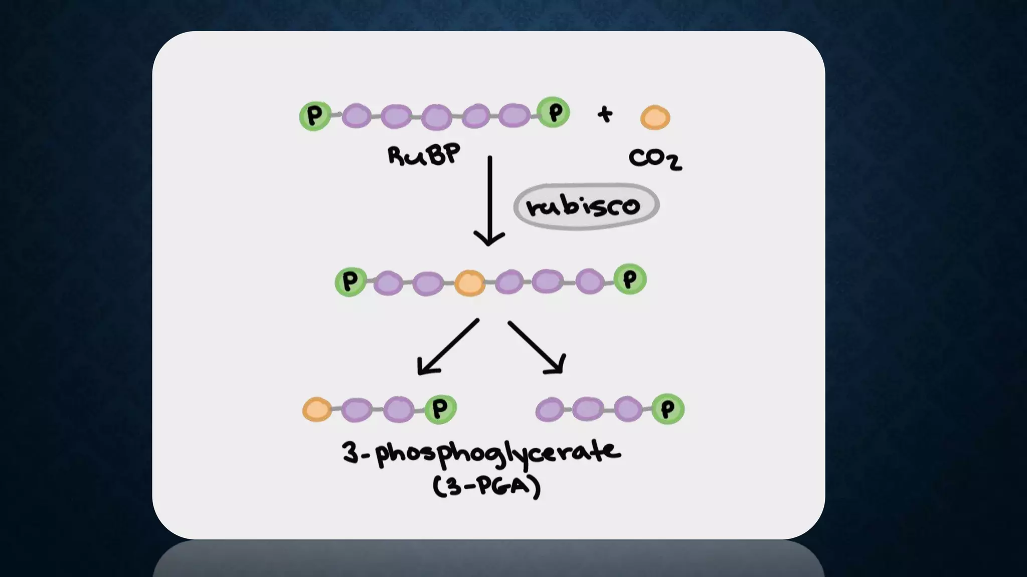CALVIN CYCLE (C3 - PATHWAY).pptx