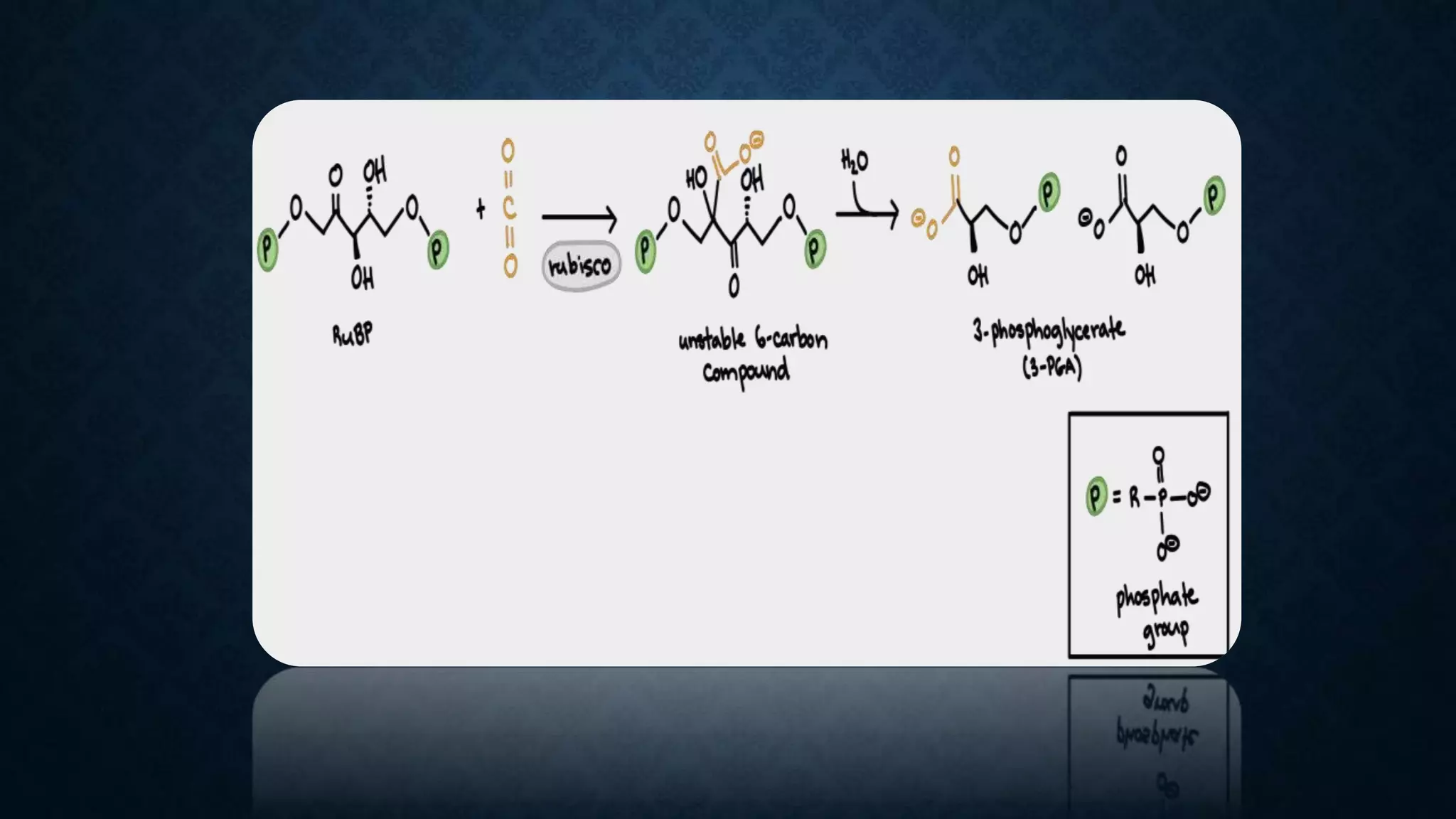 CALVIN CYCLE (C3 - PATHWAY).pptx
