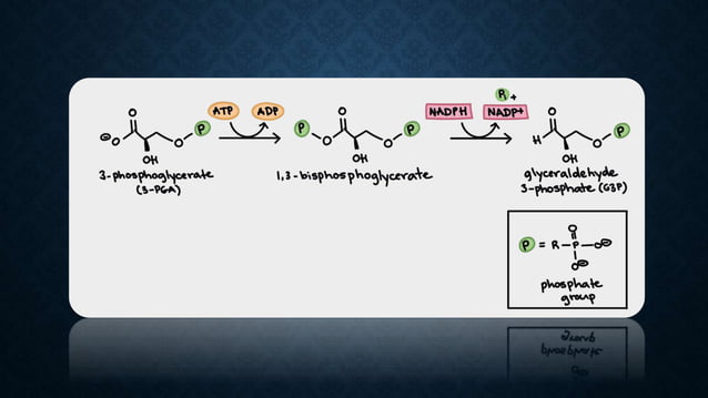 CALVIN CYCLE (C3 - PATHWAY).pptx | Chemistry | Science