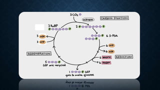 CALVIN CYCLE (C3 - PATHWAY).pptx