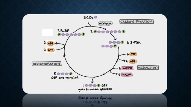 CALVIN CYCLE (C3 - PATHWAY).pptx | Chemistry | Science