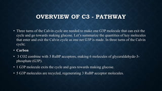 CALVIN CYCLE (C3 - PATHWAY).pptx