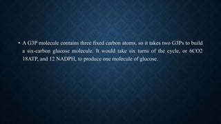 CALVIN CYCLE (C3 - PATHWAY).pptx