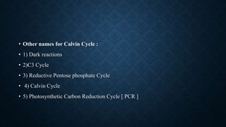 CALVIN CYCLE (C3 - PATHWAY).pptx
