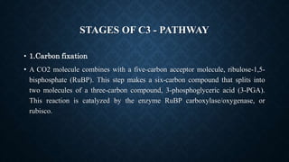 CALVIN CYCLE (C3 - PATHWAY).pptx | Chemistry | Science