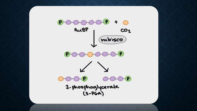 CALVIN CYCLE (C3 - PATHWAY).pptx | Chemistry | Science