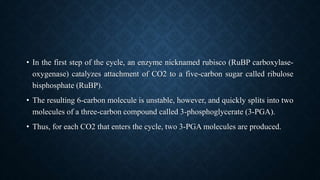 CALVIN CYCLE (C3 - PATHWAY).pptx